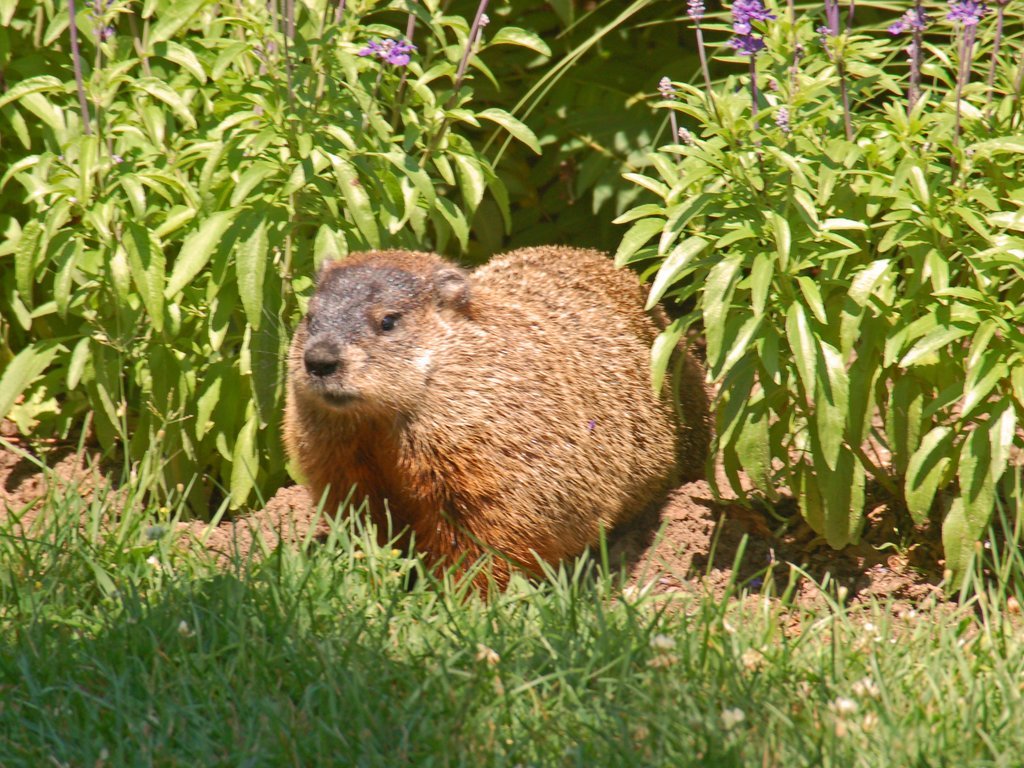 Groundhog Day 2013: Punxsutawney Phil Does Not See His Shadow | HuffPost