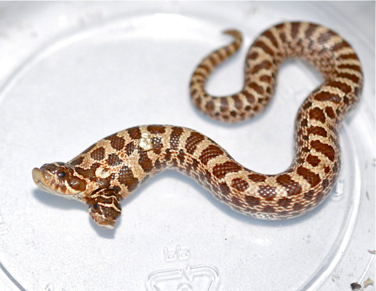 Two-Headed, Six-Legged Bearded Dragon Celebrates First Birthday With ...