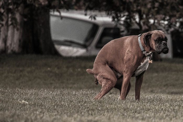 Dramatic Portraits Of Dogs Pooping (PHOTOS) | HuffPost