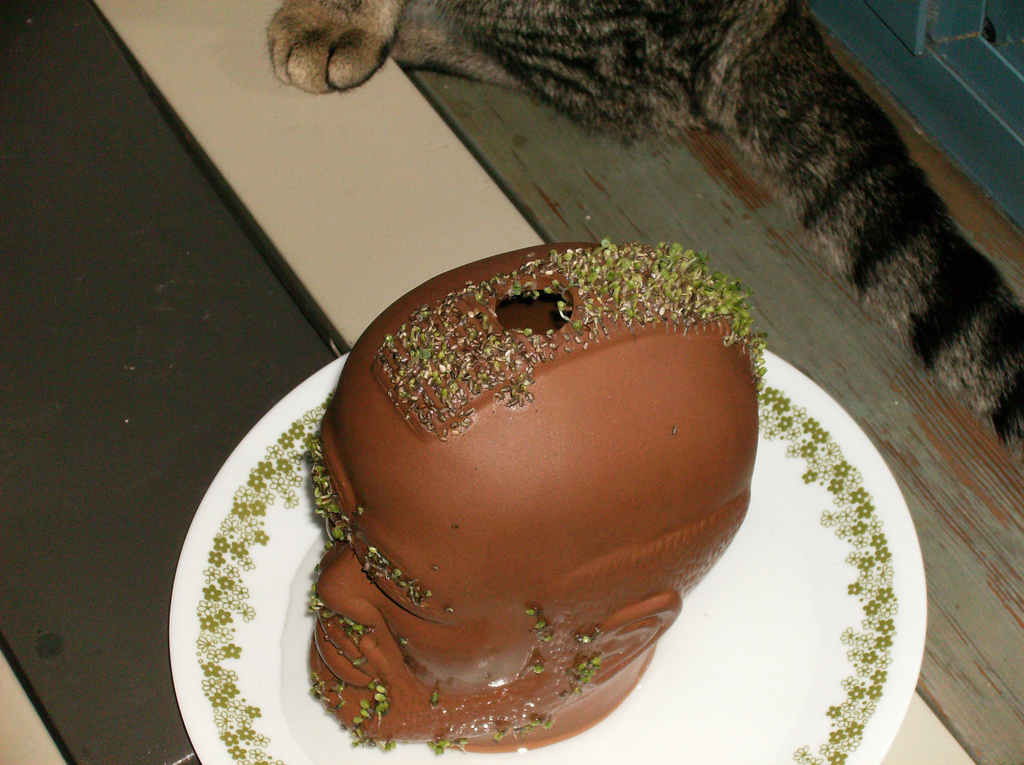 Yes The Chia Seeds You Eat Are The Same Ones That Grow On Chia Pets Yes The Chia Seeds You Eat Are The Same Ones That Grow On Chia Pets