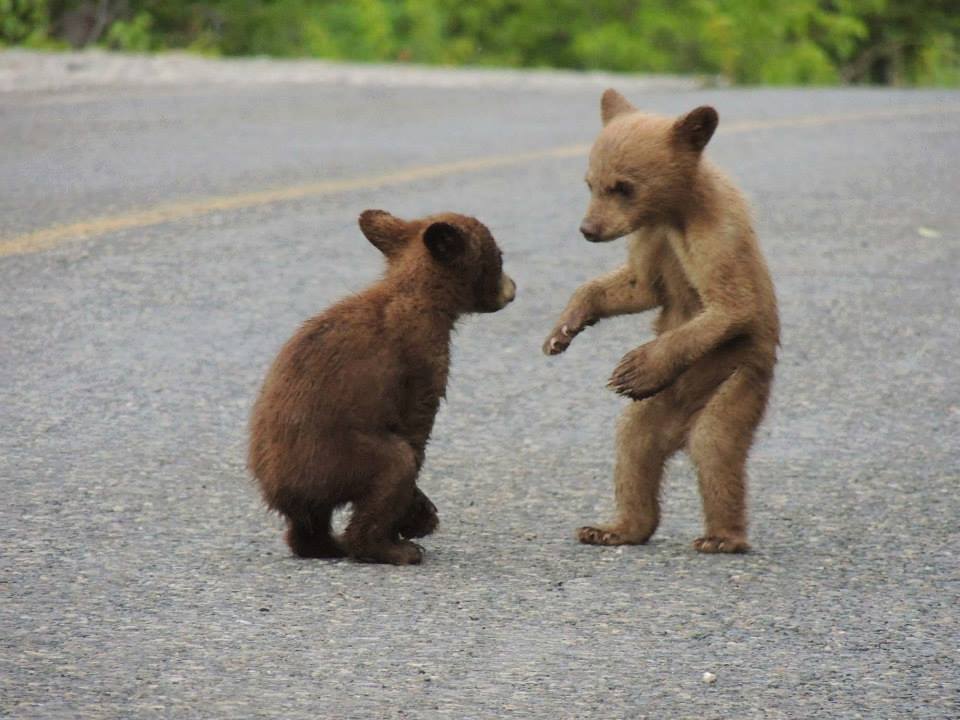 Bear Wanders Onto Golf Course Does A Pole Dance Kind Of Huffpost