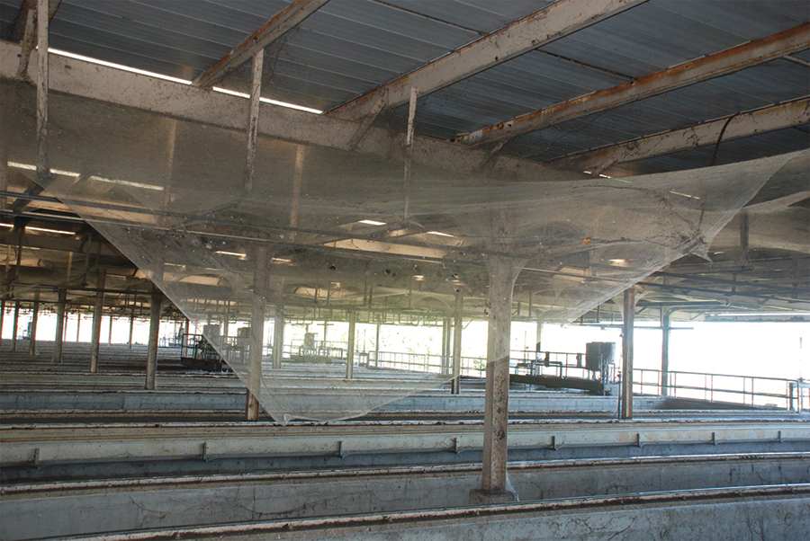 This Four-Acre Indoor Web Was Home To 107 Million Spiders | HuffPost