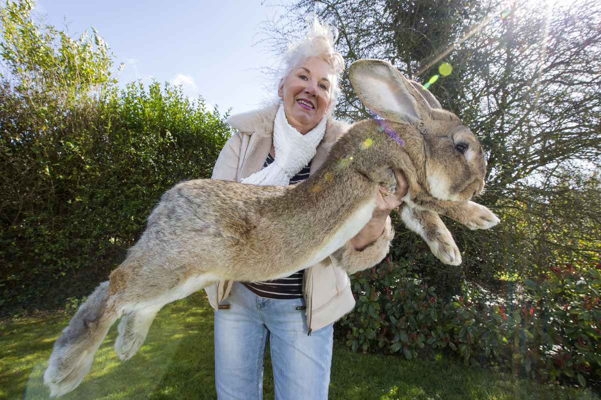 Giant Rabbits Make Excellent Pets, Just Sayin' | HuffPost