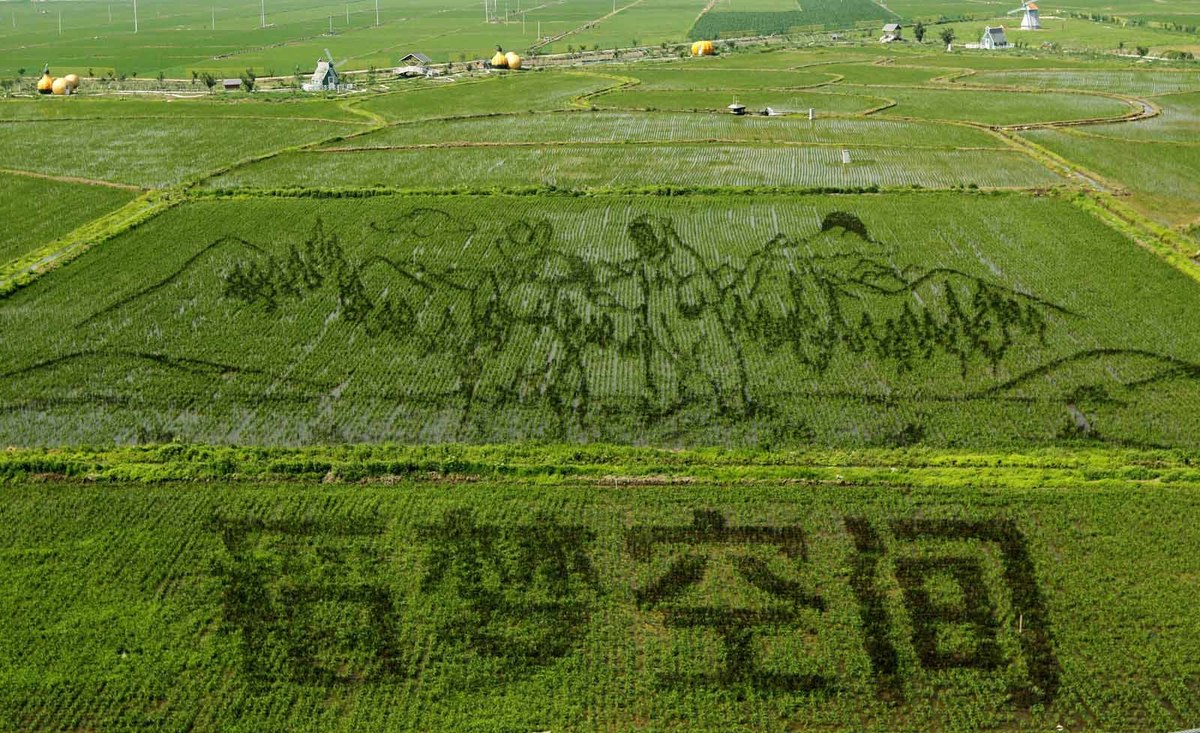 Chinese Farmers Turn Rice Paddies Into Stunning Works Of Art | HuffPost