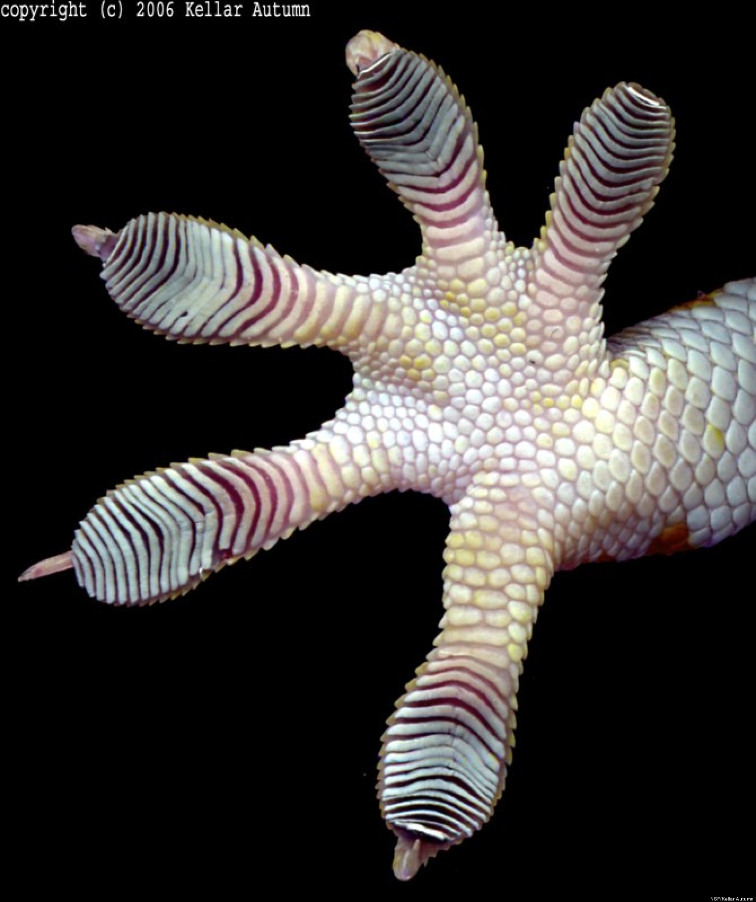 Geckos Grip Wet Surfaces With Tiny Hairs On Feet, Study Shows | HuffPost