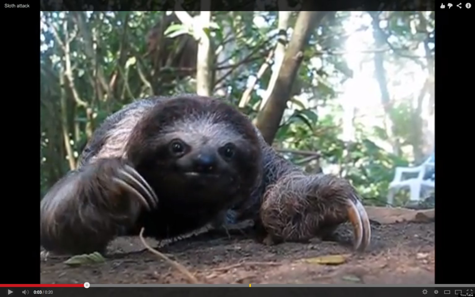 Sloth 'Attack' Video Will Be Happiest 20 Seconds Of Your Day ...