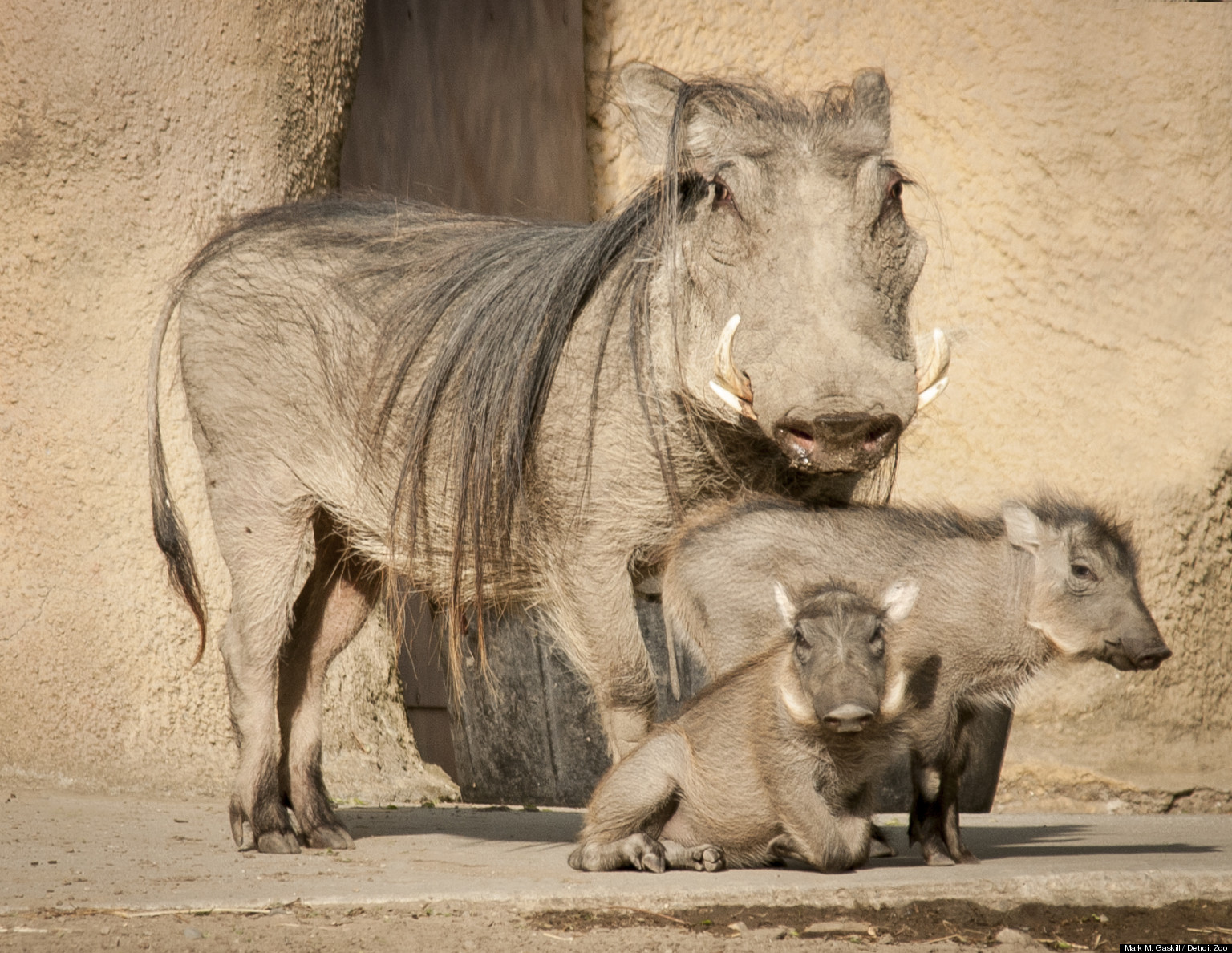 Baby Warthogs Born At Detroit Zoo Have Us Wondering If A Baby Animal ...