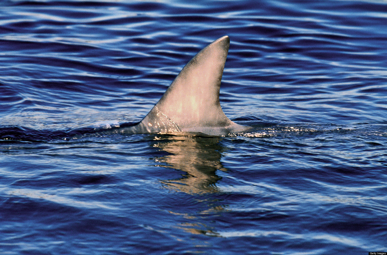 Don't Take Away My Guns -- or Fins | HuffPost