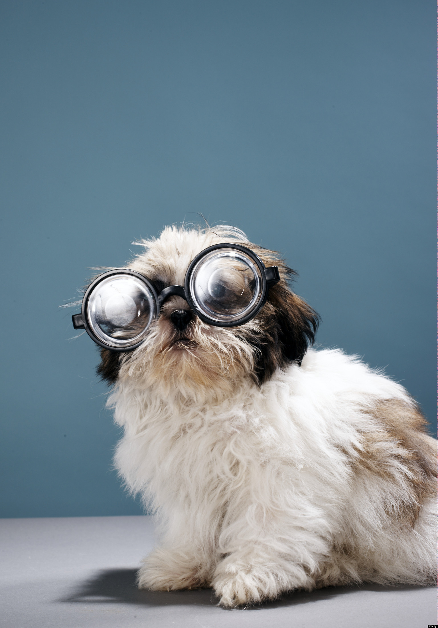 Does Your Dog Need Glasses HuffPost Does Your Dog Need Glasses HuffPost