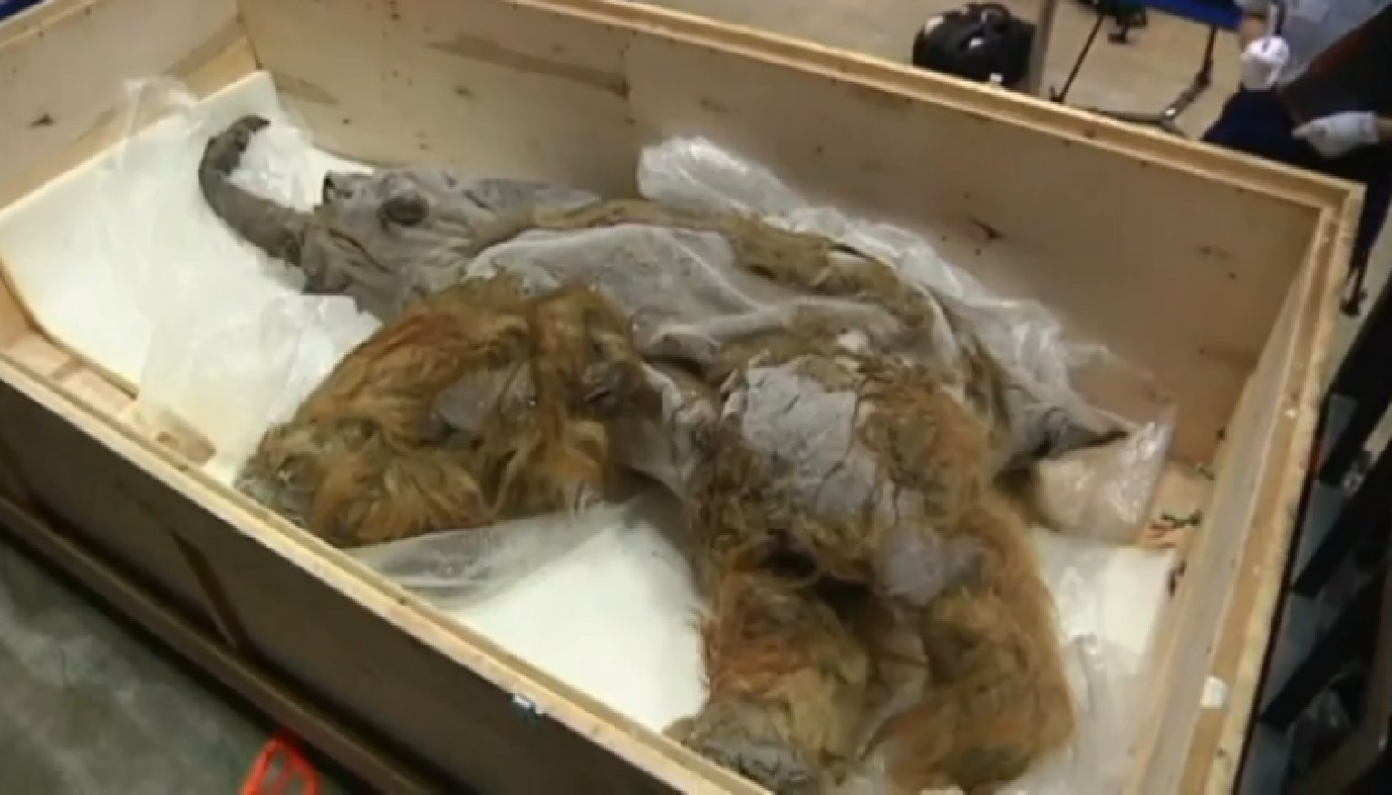Woolly Mammoth Alive Siberia