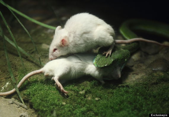 Mouse Tries To Save Companion From Being Devoured By A Snake (PICTURES ...