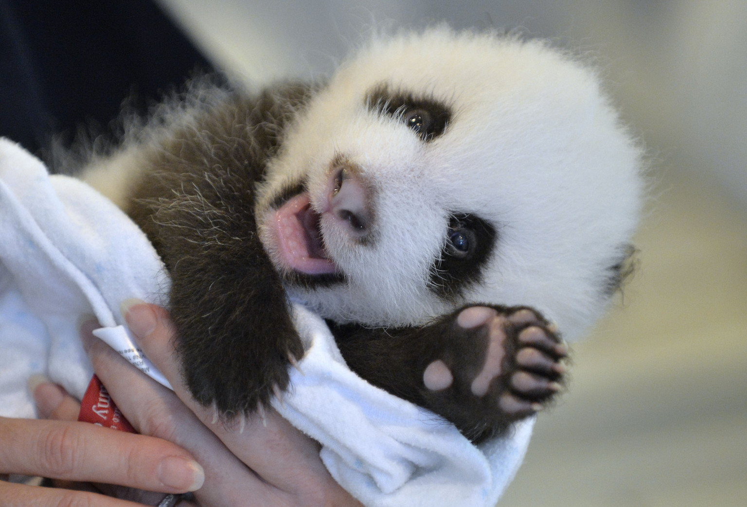 The Atlanta Zoo s Baby Panda Cub Just Wants To Say Hey PHOTOS