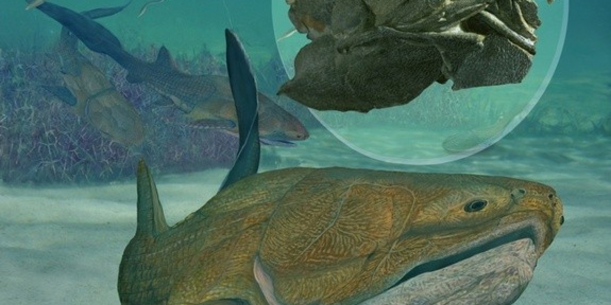 Ancient Fish Fossil Discovered Has World's Oldest Recognizable Face ...