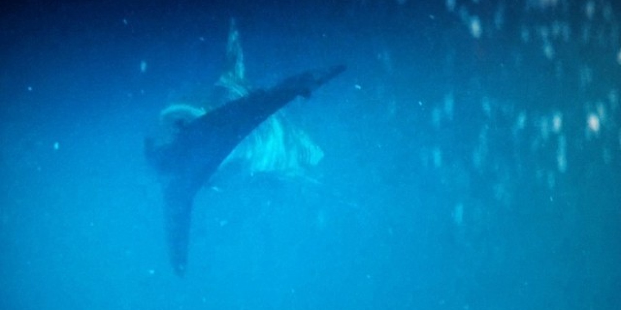 Couple Says They Hooked A Great White Shark Off Miami Beach (VIDEO ...