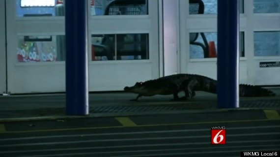 Alligator Strolls Up To Florida Walmart, Freaks Everyone Out (VIDEO ...