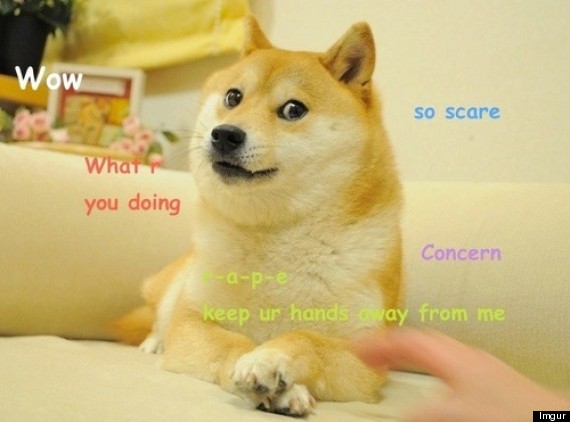 Doge The Shiba Inu Dog Meme Owns The Internet (PICTURES, GIFS ...