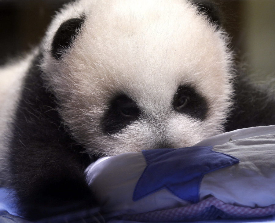 ¡Hola! Así es el nuevo oso panda de Madrid (FOTOS) | El Huffington Post