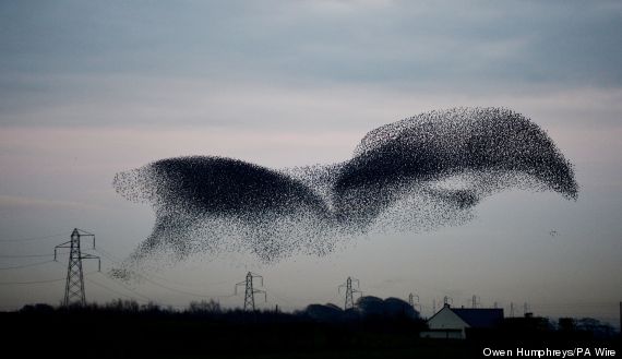 Starling Murmurations Transform Into Stunning Shapes In The Sky ...