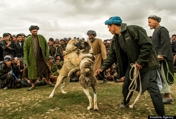 Dog Fighting In Afghanistan: Illegal Blood Sport Continues (GRAPHIC ...