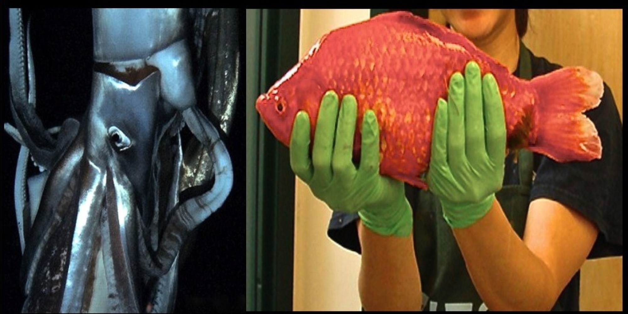 2013's Most Unusual Monsters; Strange Creatures From Seas, Lakes And ...