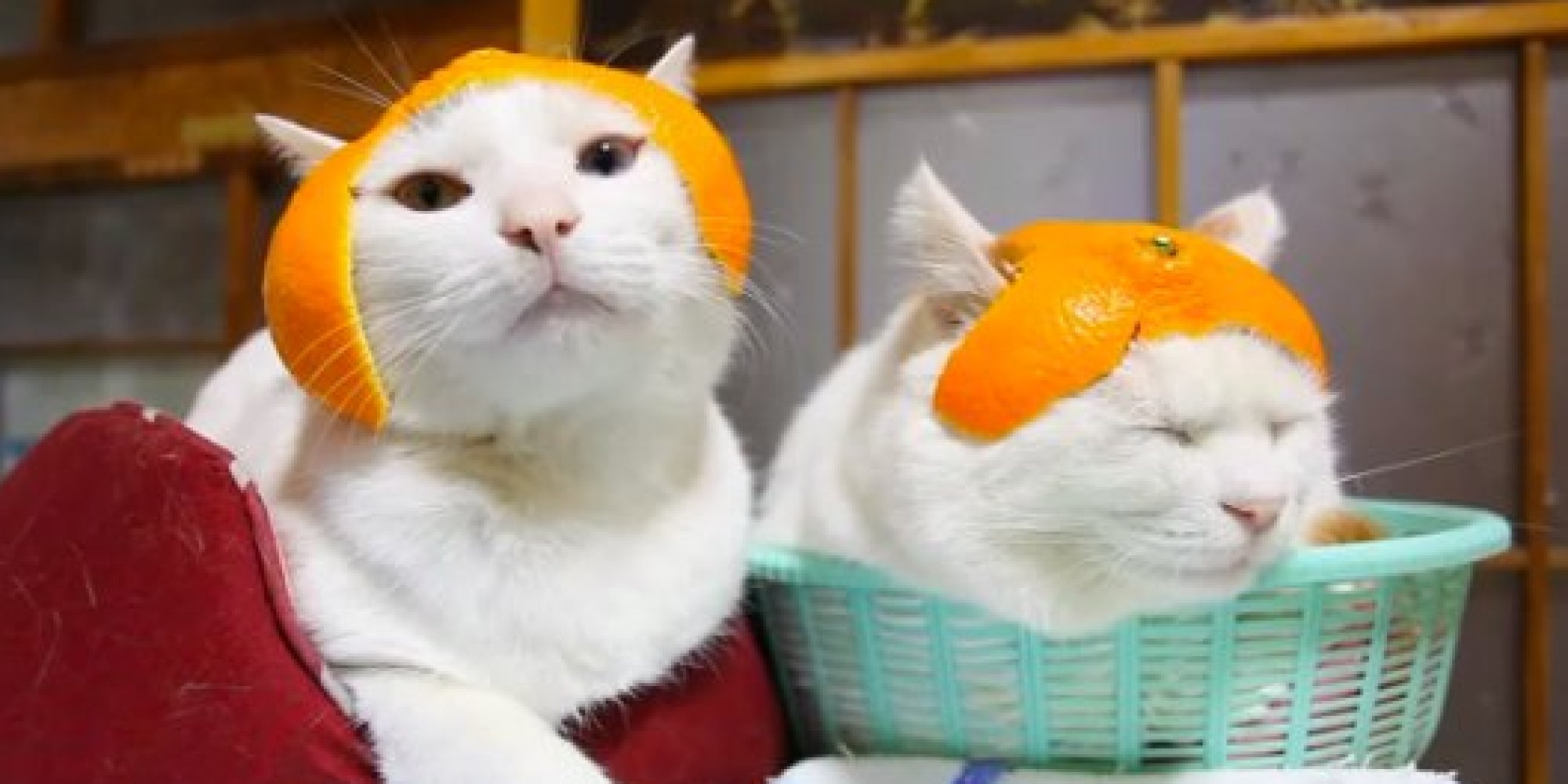 Community Event - 32le Giveaway! To Celebrate An Orange Cat | Page 2 ...
