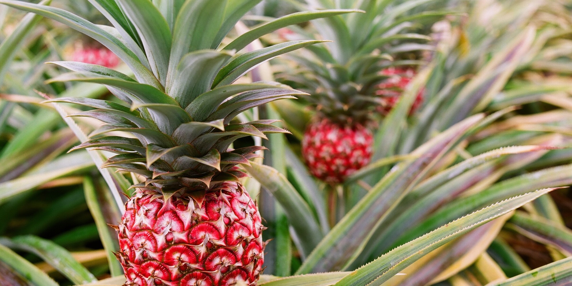 17 Mind Boggling Facts About Pineapples HuffPost