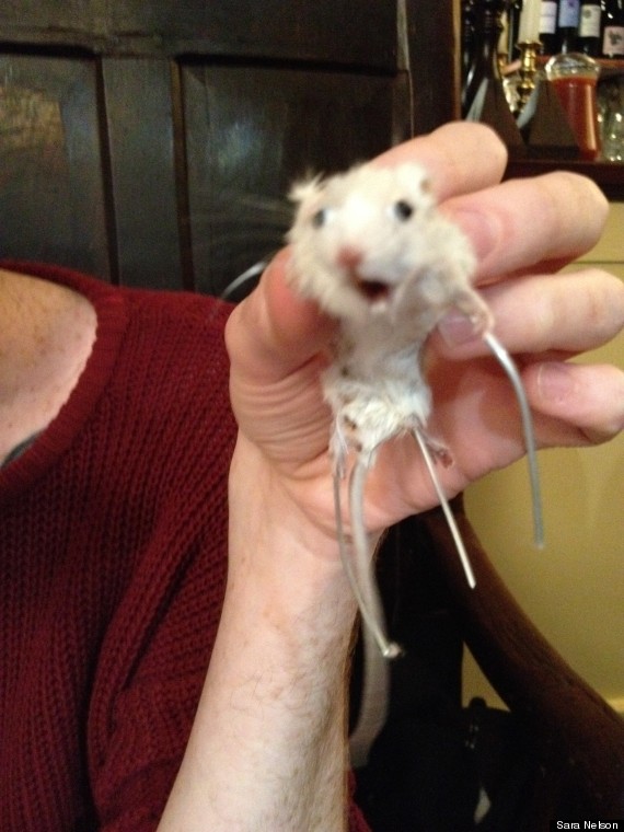 Anthropomorphic Mouse Taxidermy Class With Margot Magpie (PICTURES)
