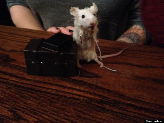 Anthropomorphic Mouse Taxidermy Class With Margot Magpie (PICTURES ...