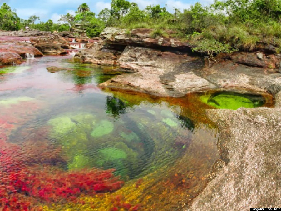 Cano Cristales, Colombia's 'River Of 5 Colours', Will Brighten Your Day ...