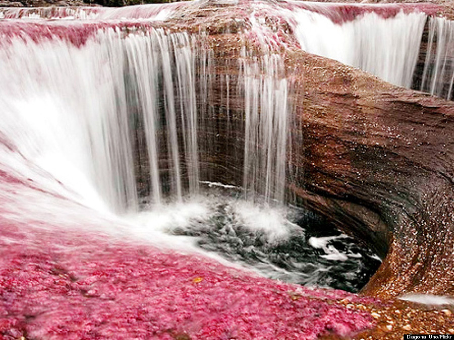 Cano Cristales, Colombia's 'River Of 5 Colours', Will Brighten Your Day ...