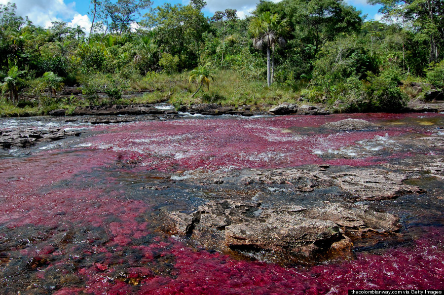 Cano Cristales, Colombia's 'River Of 5 Colours', Will Brighten Your Day ...