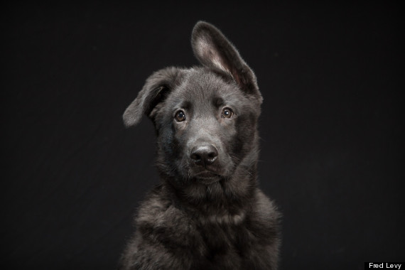 La belleza de los perros negros (FOTOS) | El Huffington Post