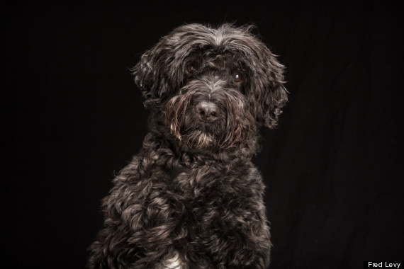 La belleza de los perros negros (FOTOS) | El Huffington Post