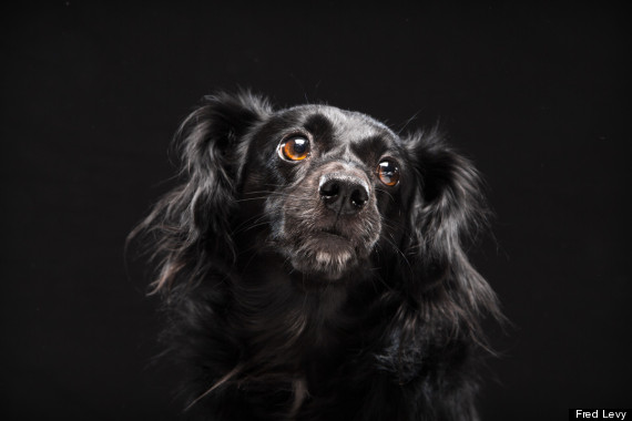 La belleza de los perros negros (FOTOS) | El Huffington Post