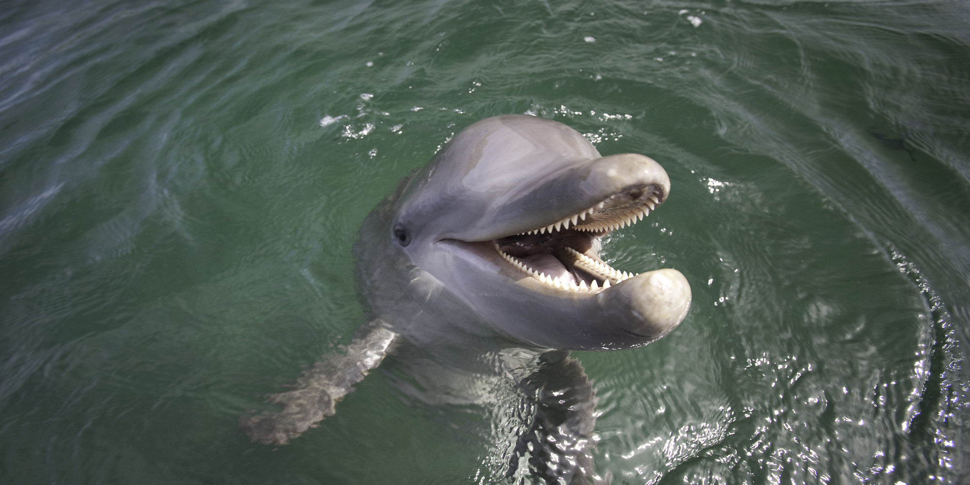 Celebrate National Dolphin Day With A Look At These Unique Dolphin ...