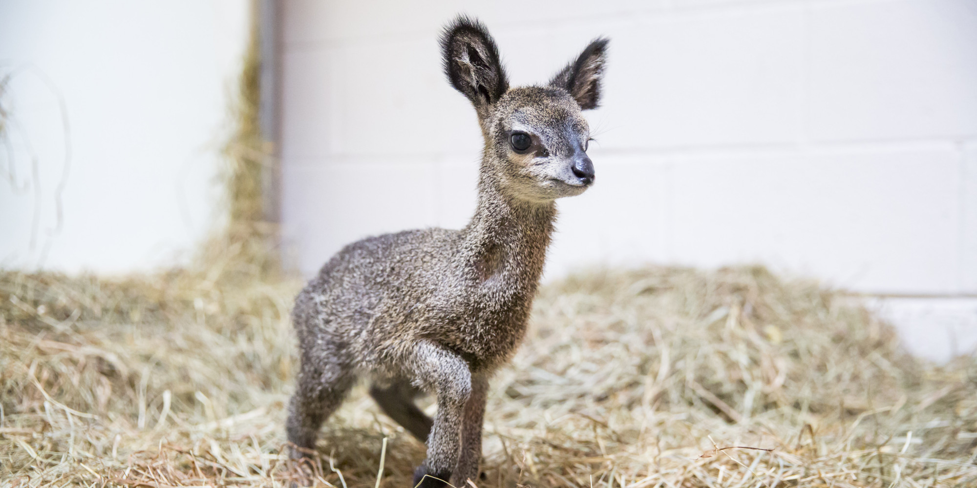 This Teeny, Tiny Dwarf Antelope Looks Like A Disney Creature Come To ...