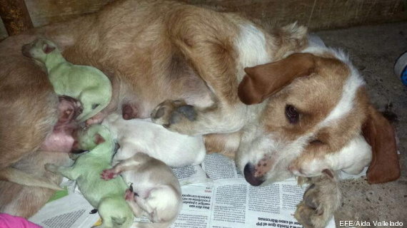 ¿Por qué nacen perros verdes? (FOTOS, VÍDEOS) | El Huffington Post
