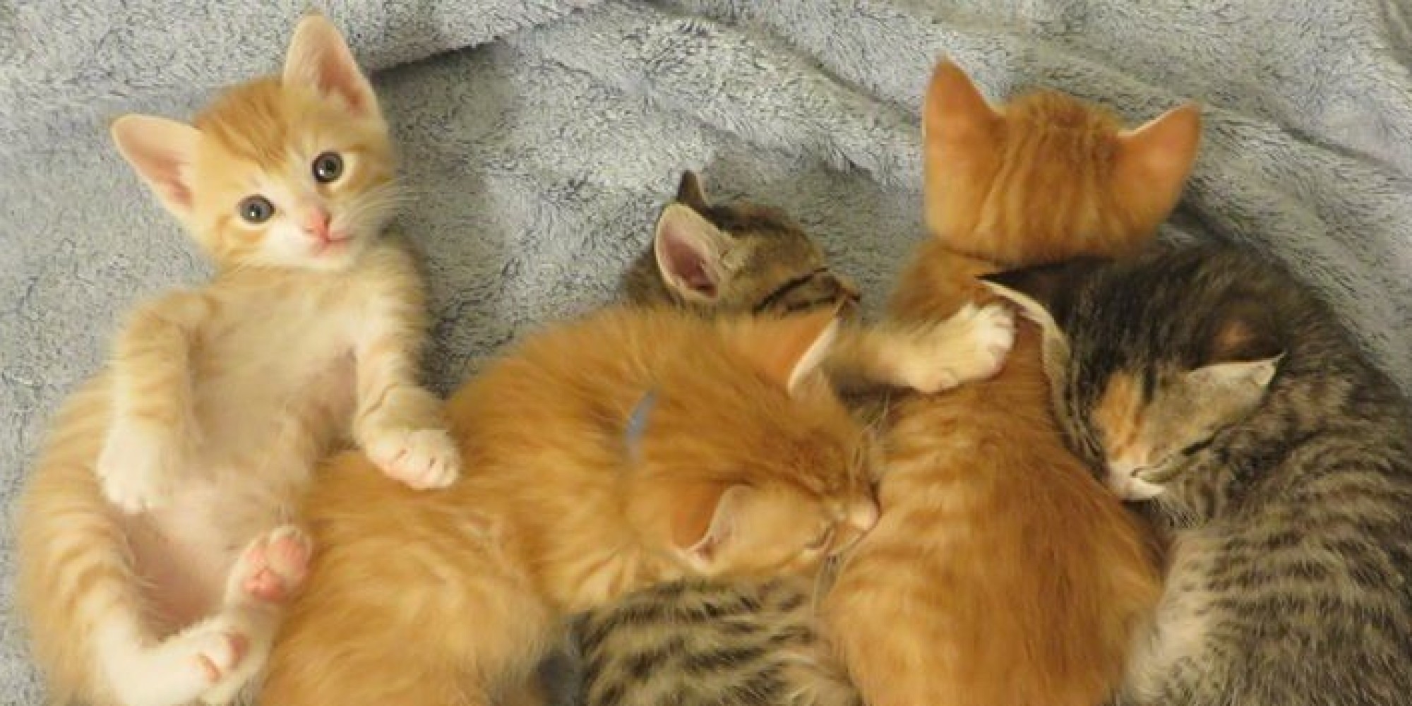Kittens! So Many Foster Kittens! | HuffPost