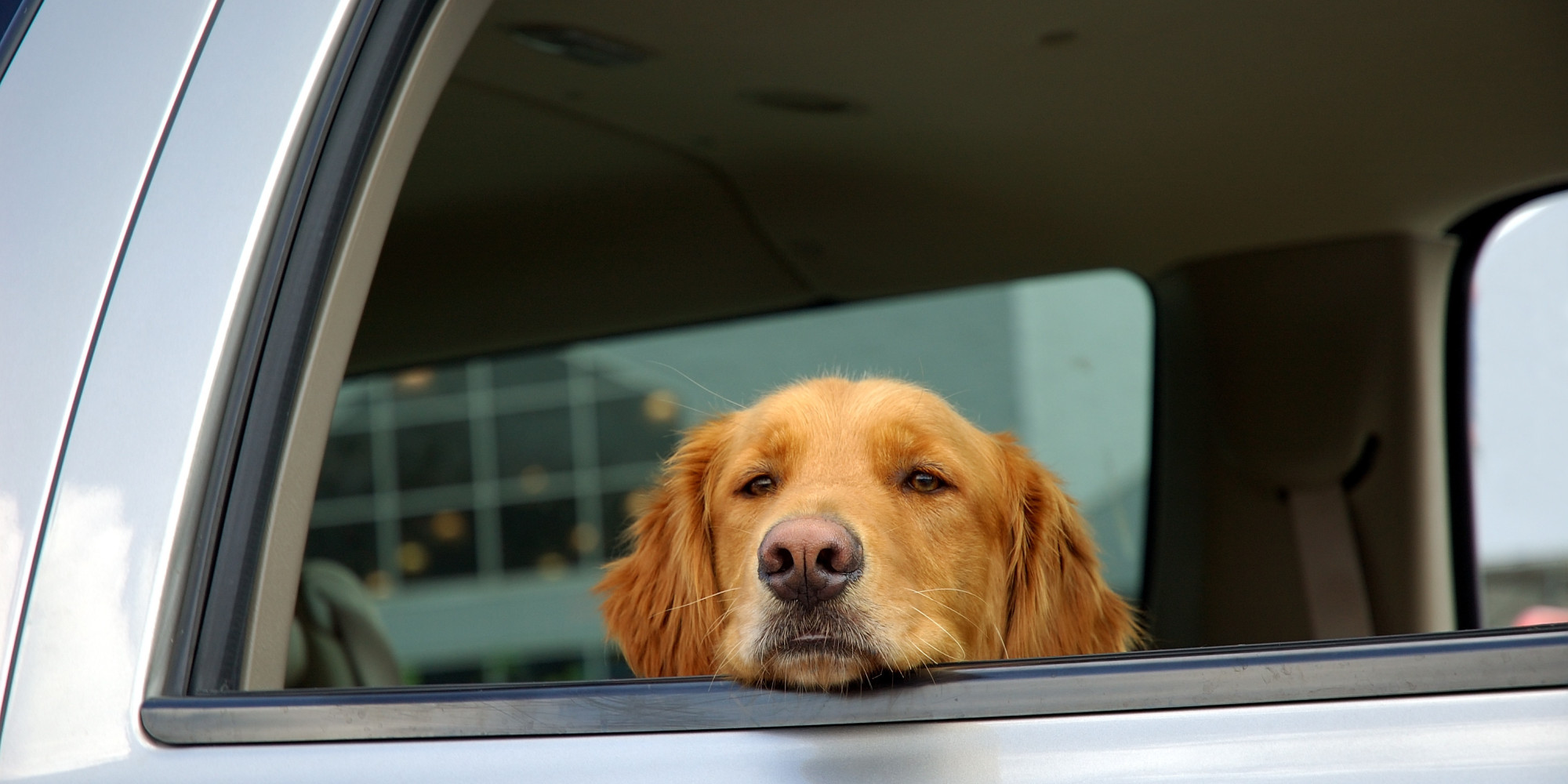 What Our Laws Say About Dogs In Hot Cars HuffPost What Our Laws Say About Dogs In Hot Cars HuffPost