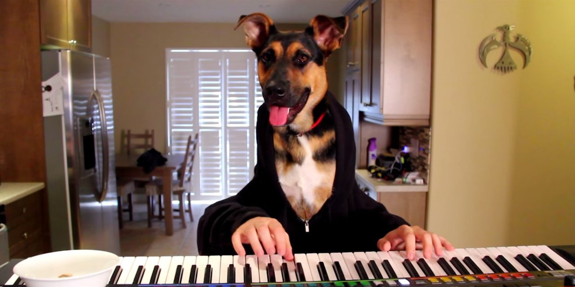 Half-Human, Half-Dog Plays Waltz On Keyboard, Licks Keys | HuffPost