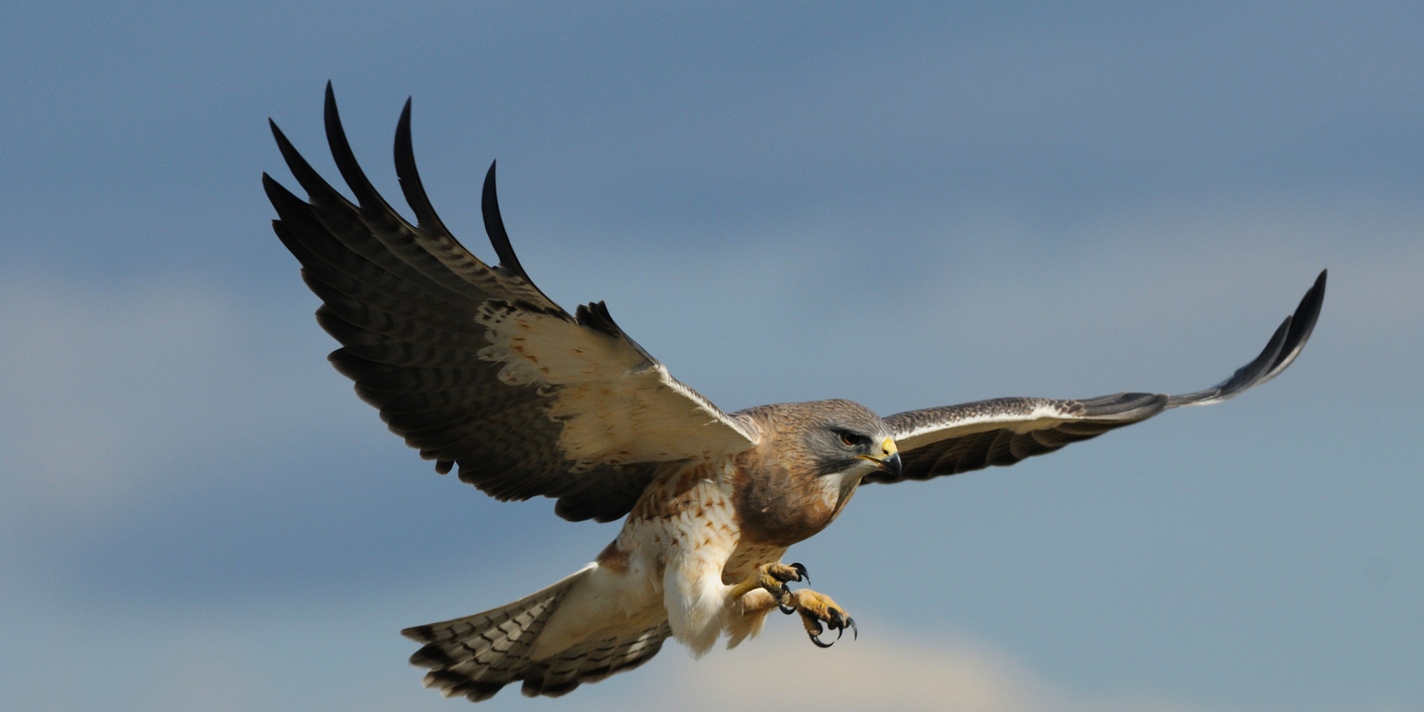 Birds Attacking Hawks