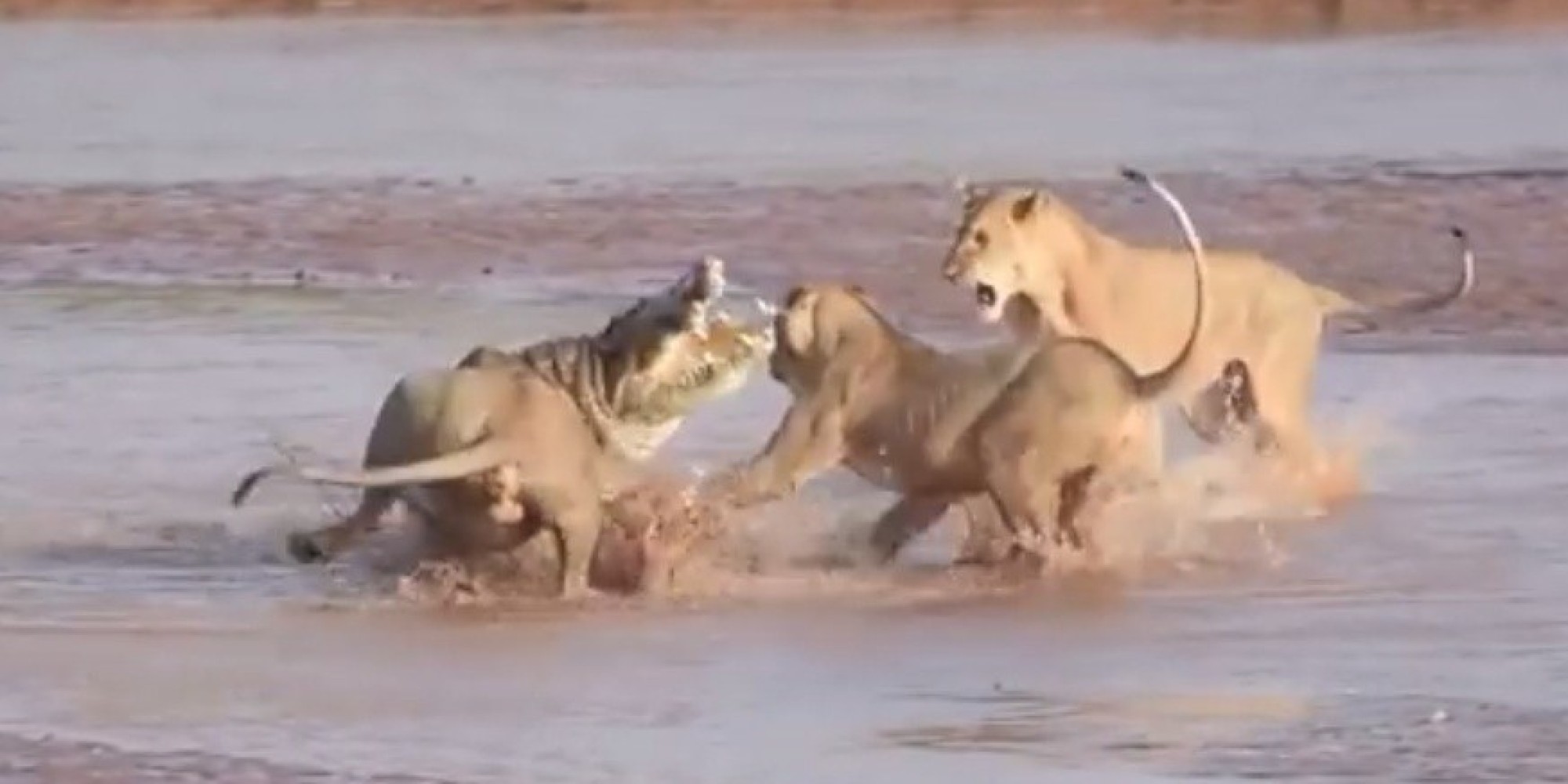 Lions vs. Crocodile In Violent Battle Caught On Video At Kenya's ...