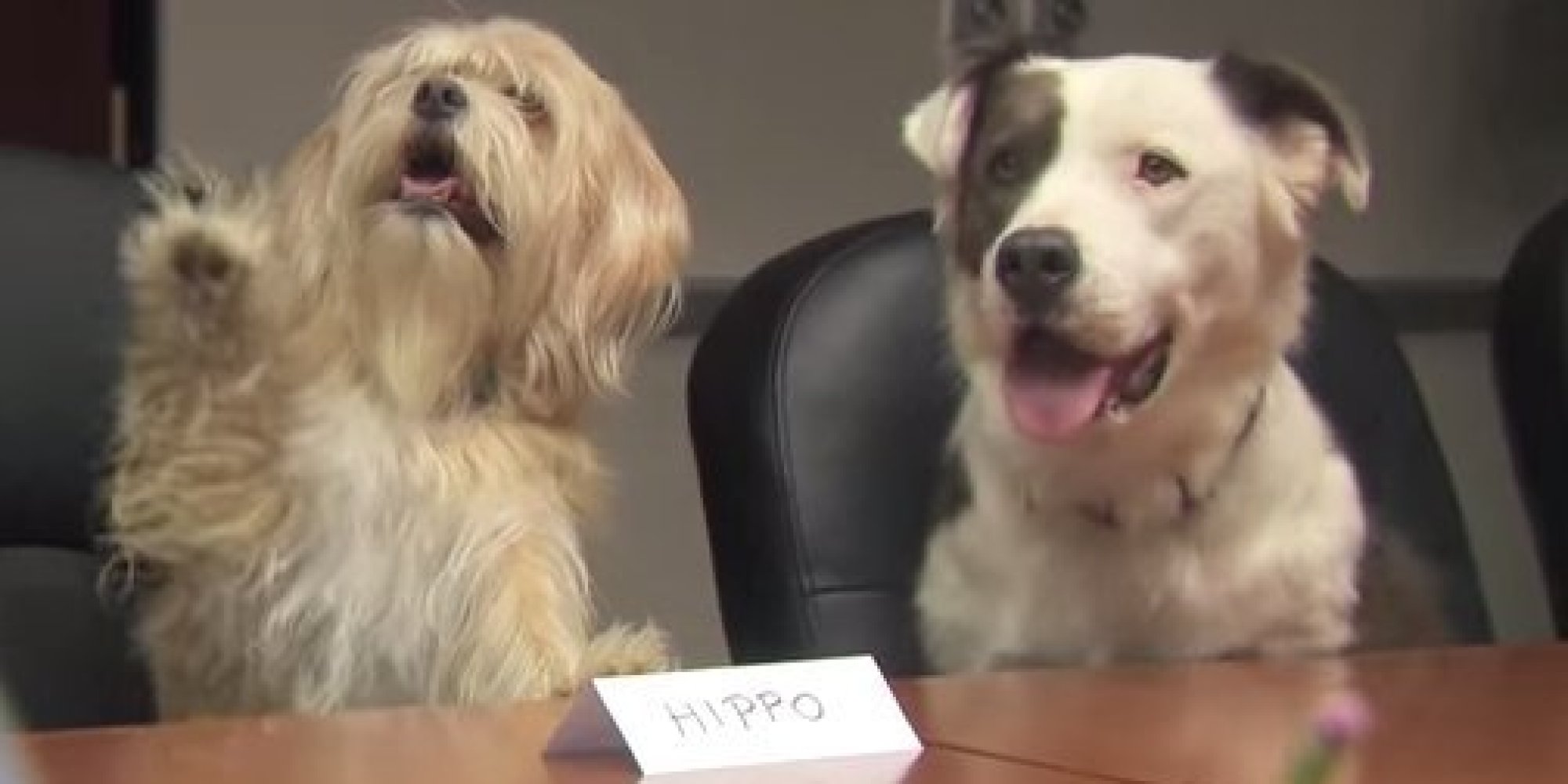 Funny Animals Group