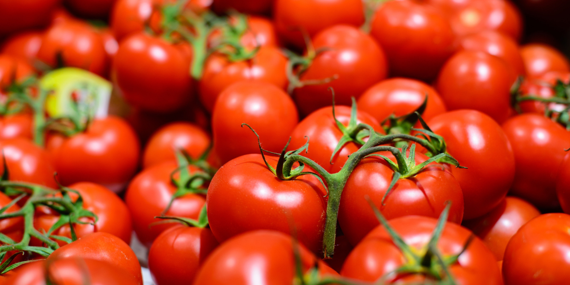 How to Grow Tomatoes | HuffPost