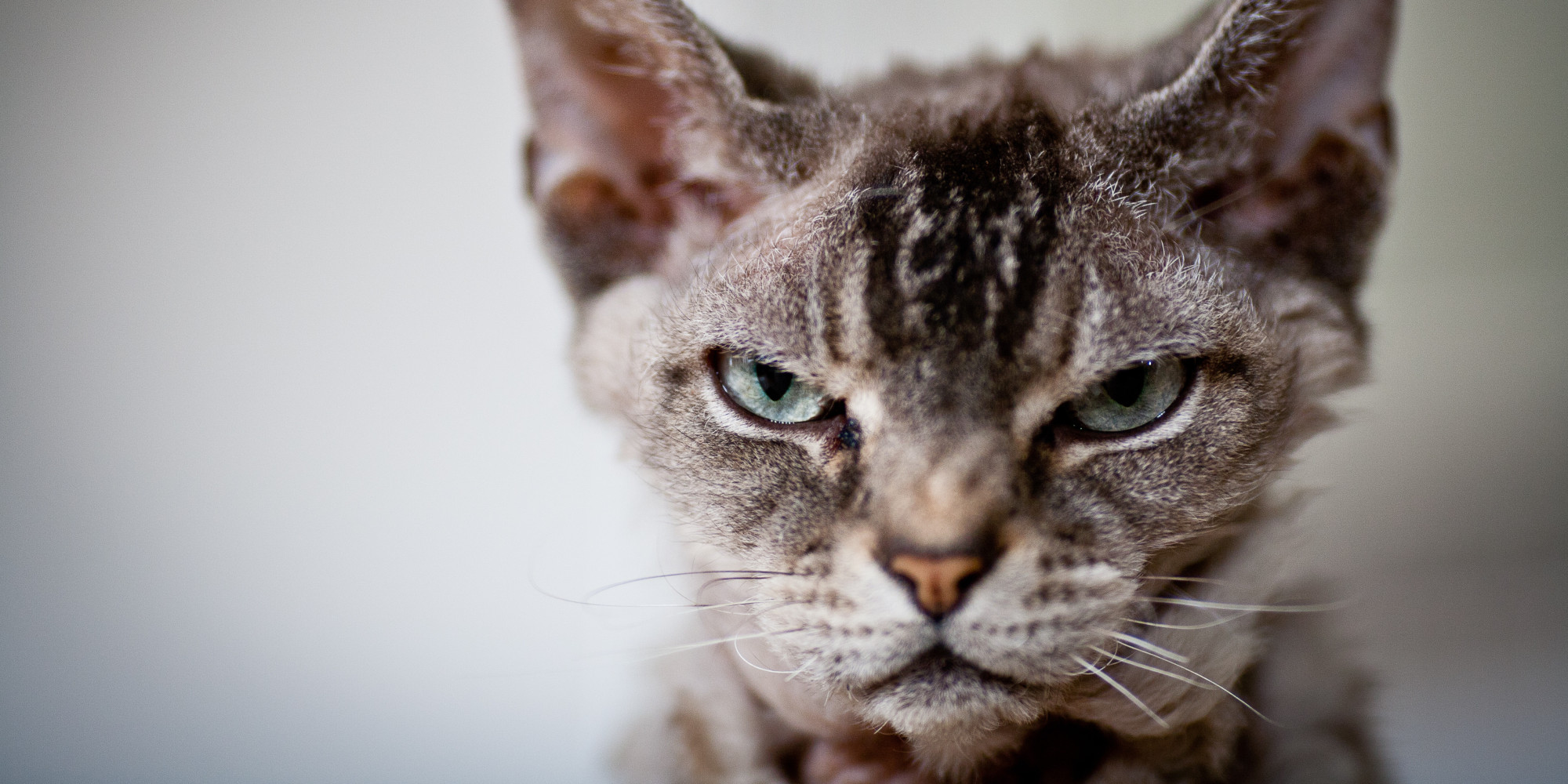 Your Cat Wants To Kill You First And Then Make You Crazy HuffPost Your Cat Wants To Kill You First And Then Make You Crazy HuffPost