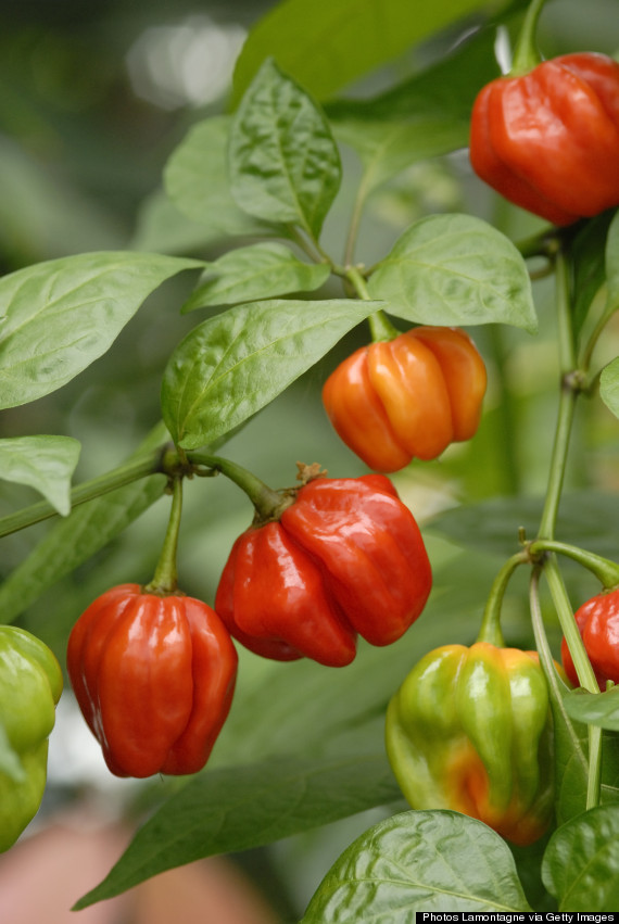 Jamie Oliver Admits Feeding Daughter Apple Rubbed With Scotch Bonnet ...
