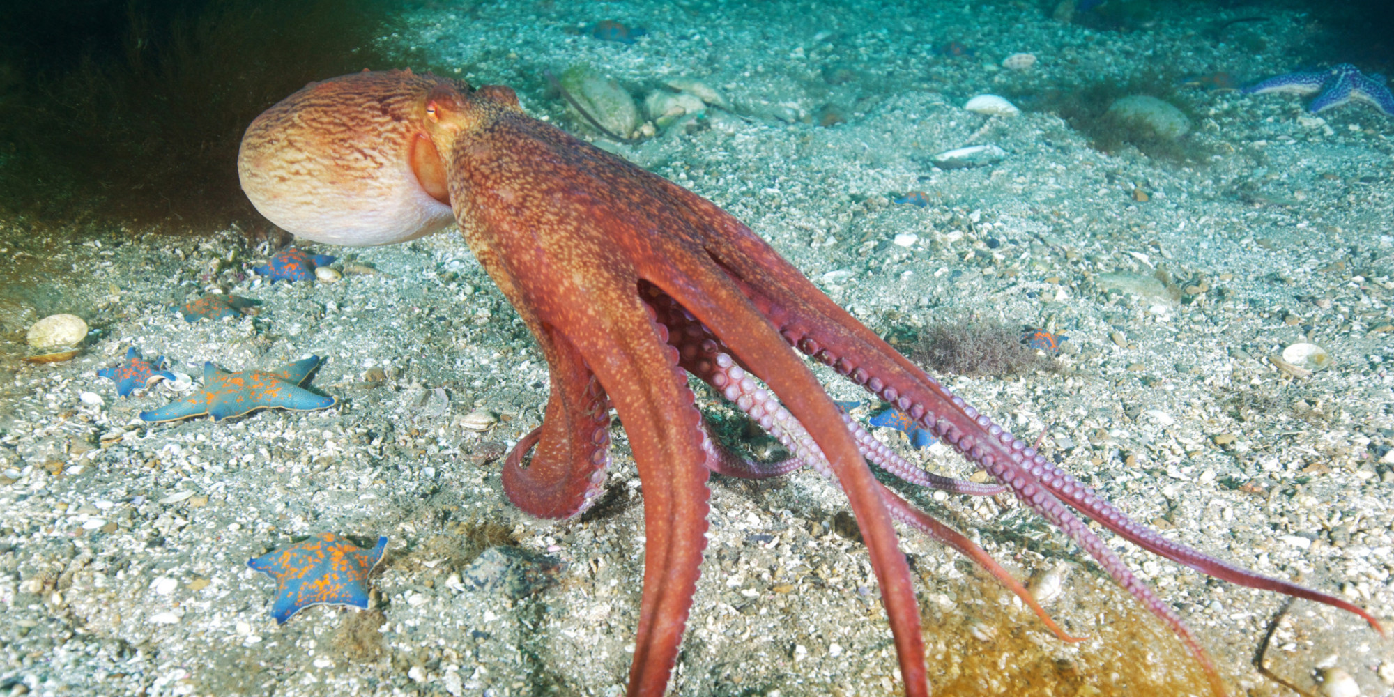 Watch Octopuses Meet for Blind Date, Tricky Sex | HuffPost