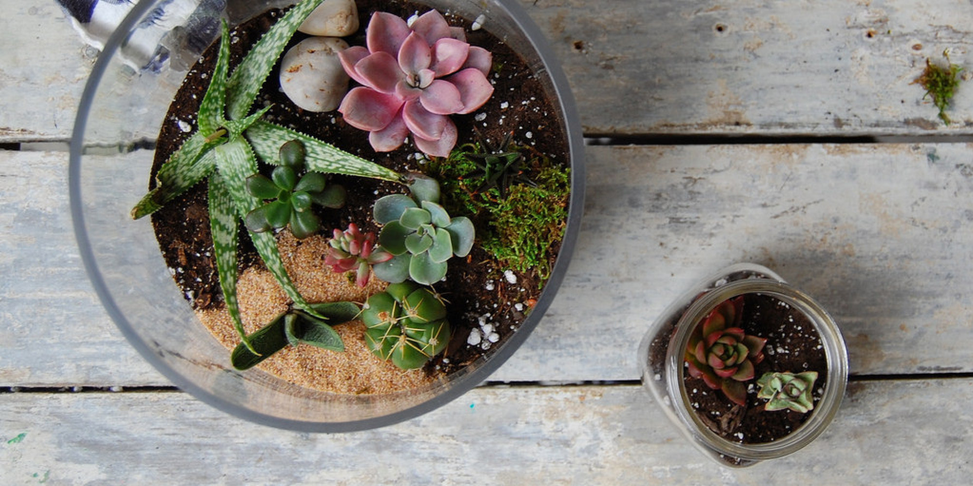 How to Make a Terrarium (and Keep It Alive) | HuffPost
