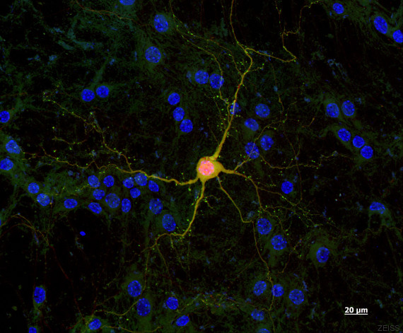 Siete grandes descubrimientos científicos posibles gracias a los ...
