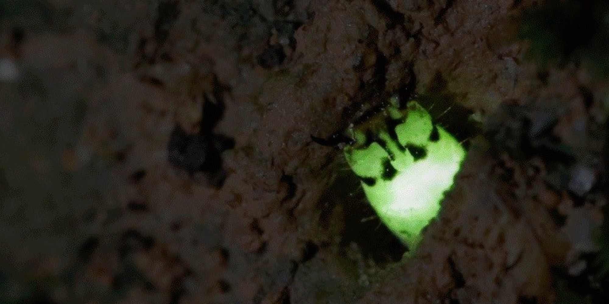 These Glow-In-The-Dark Critters Will Blow Your Mind | HuffPost